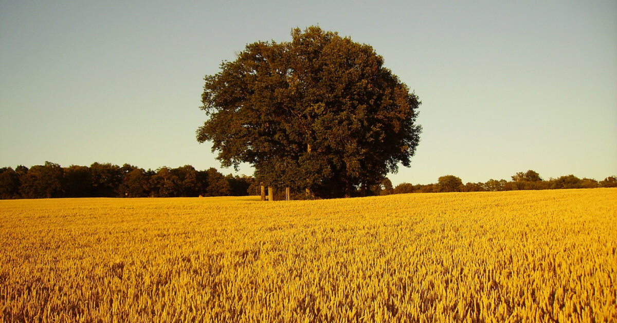 Briefing: ‘Trade for All’ – Balancing environmental protection… | T&E