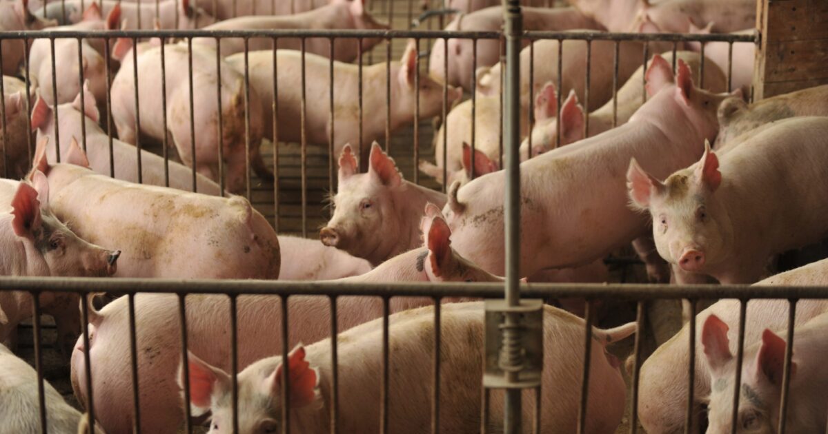 Pigs do fly: the rise of animal fats in European transport | T&E