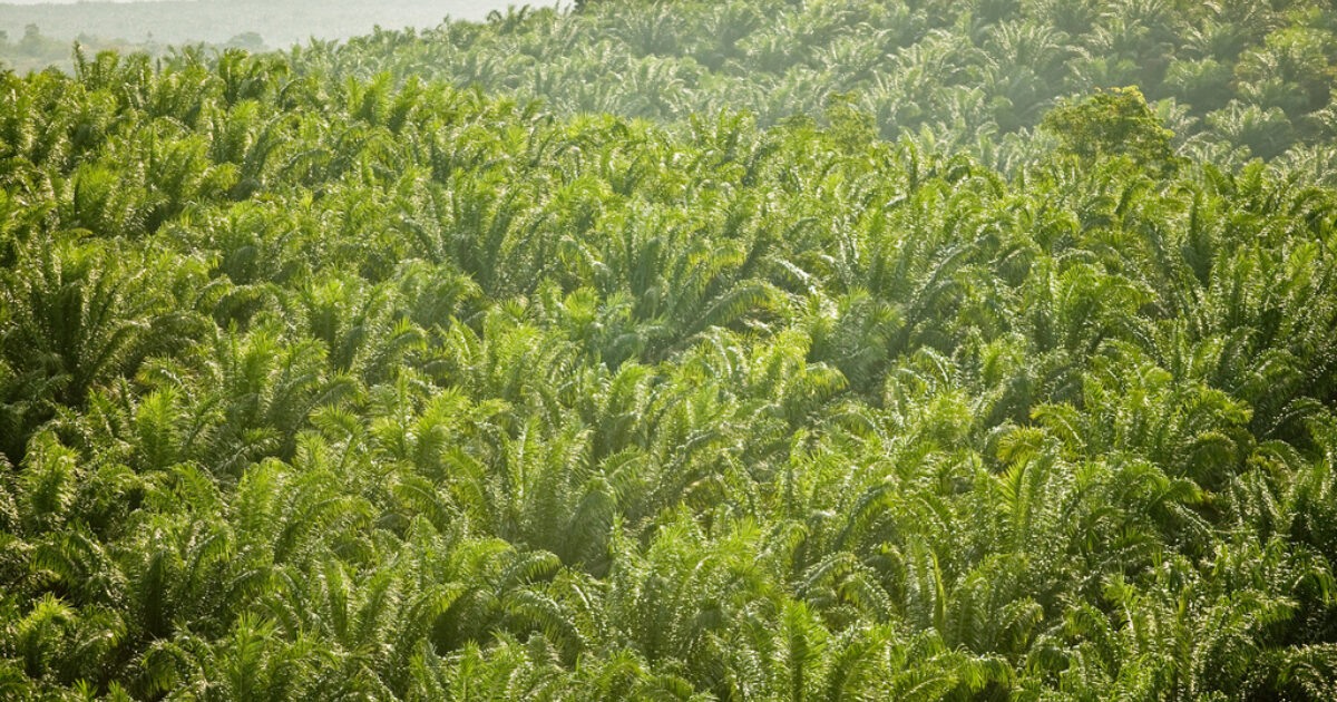 EU biofuels reform without decarbonisation target is a crop-out | T&E