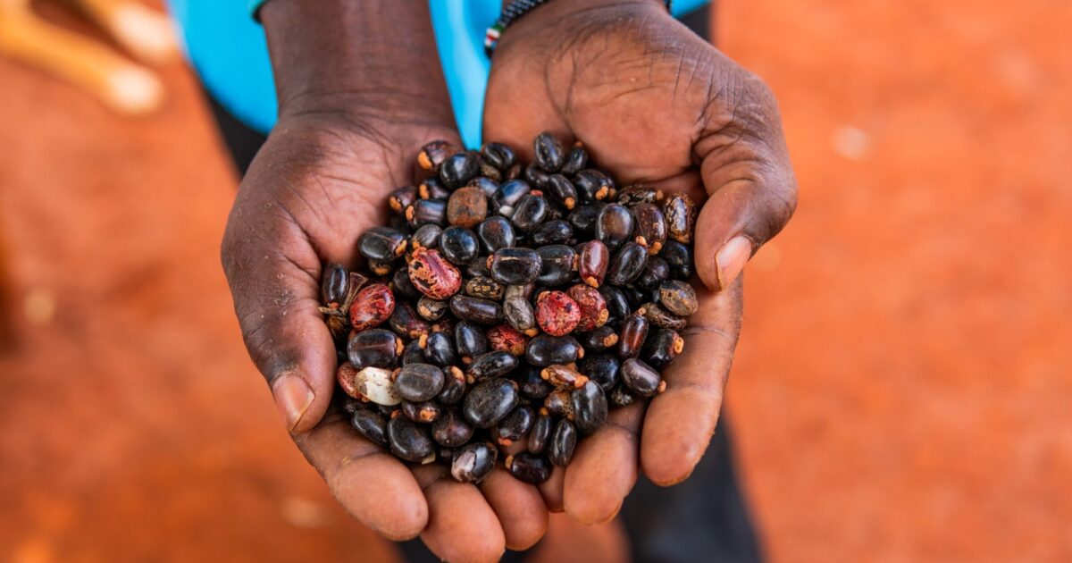 From Farm to Fuel: inside Eni’s African biofuels gamble | T&E