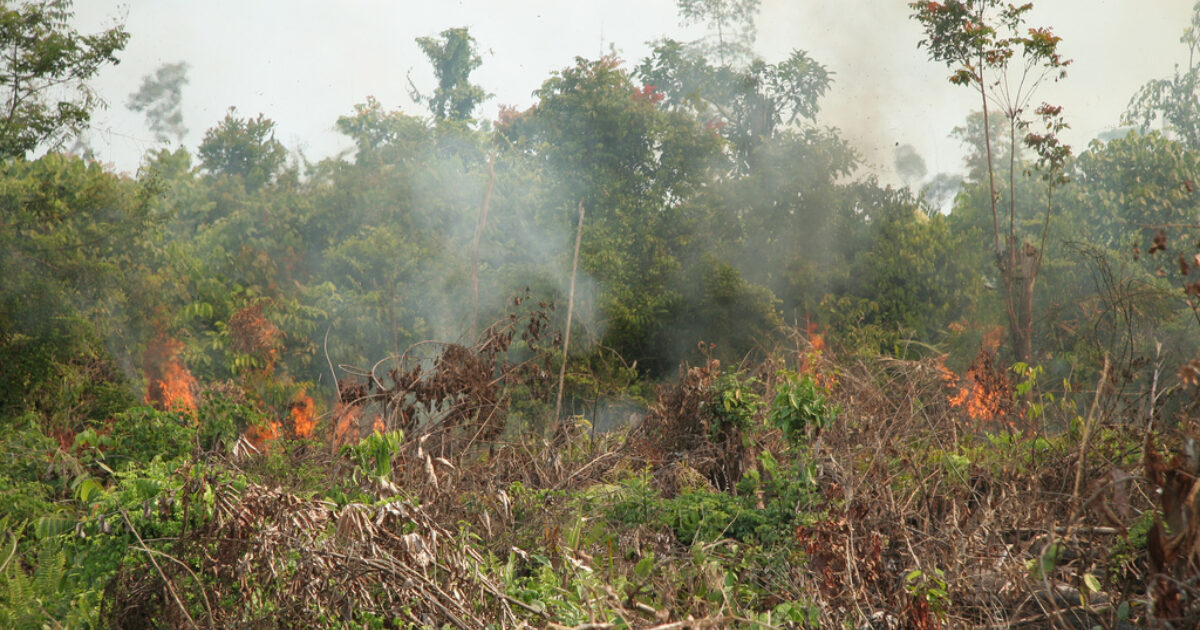 Progress at last in biofuels policy debate | T&E