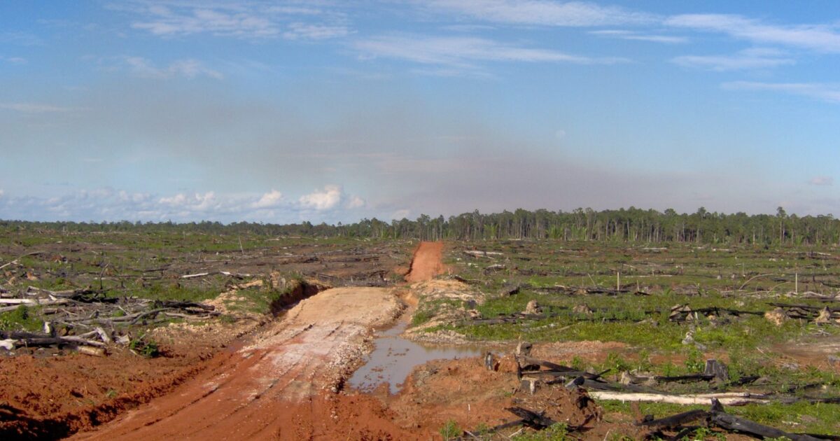 Investigation reveals deforestation throughout palm oil supply… | T&E