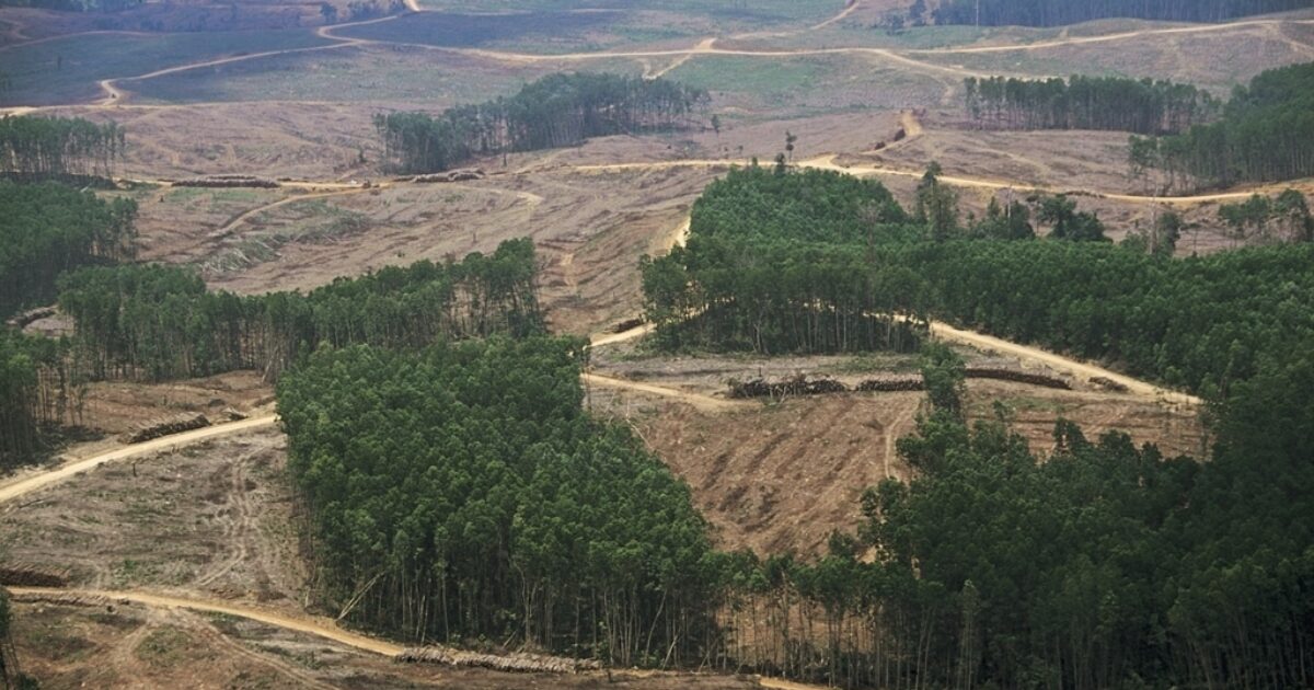 Biofuels: dealing with indirect land use change (ILUC) | T&E