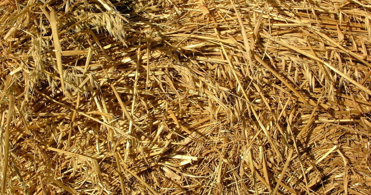 A target for advanced biofuels | T&E